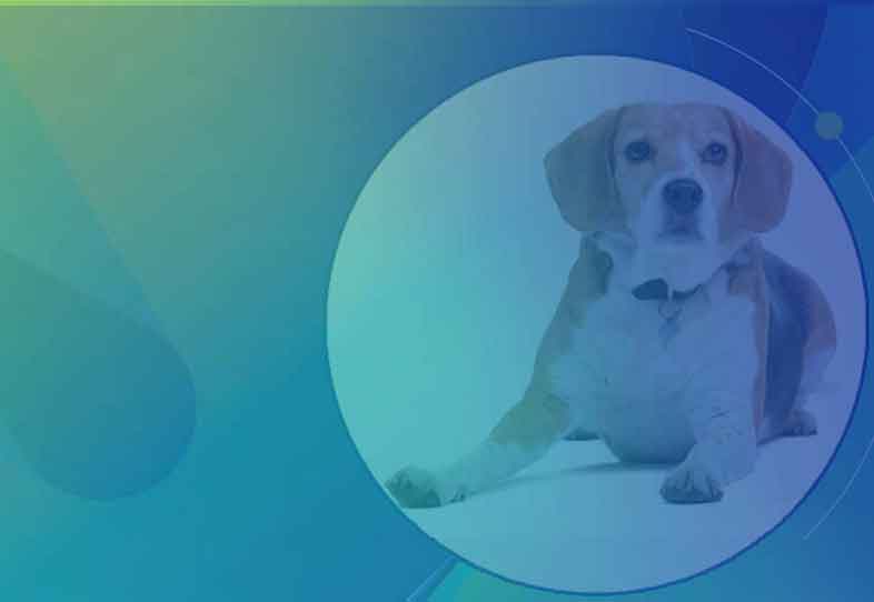 Case Study - PK properties of a compound and study its effect on animal ...